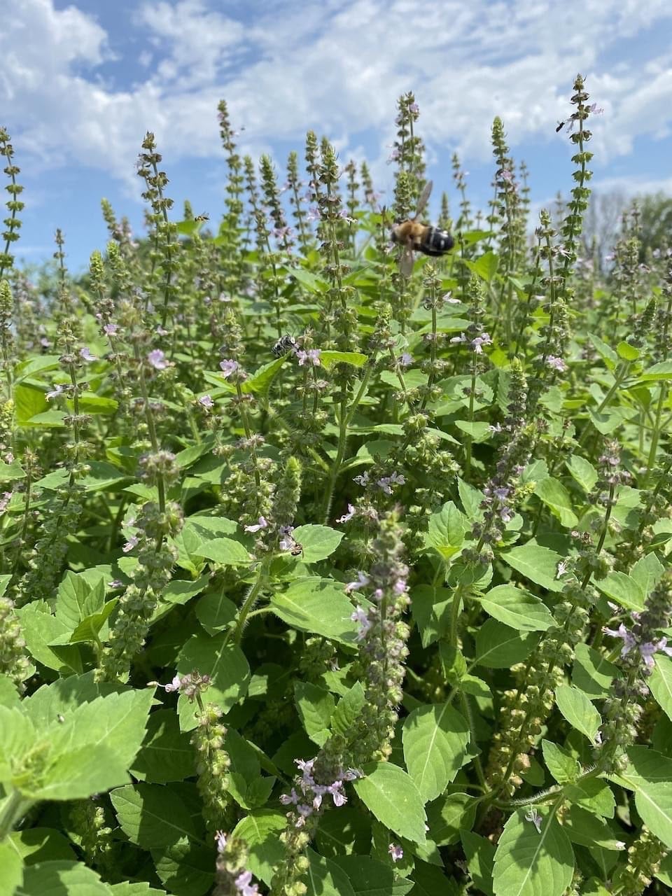 Medicinal Herb: Holy Basil (100, 250, or 500 seeds) | The Buffalo Seed ...