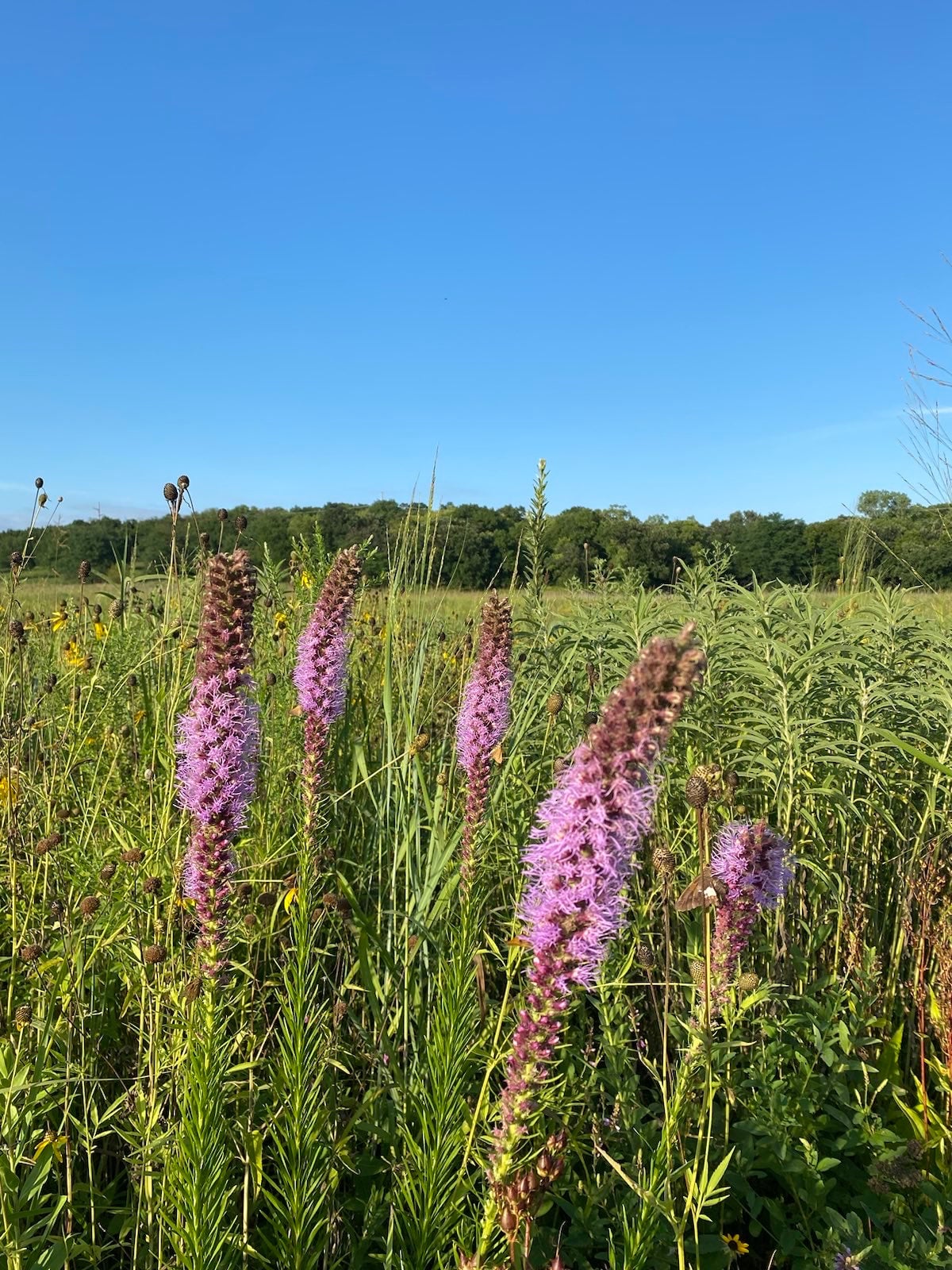 Native (Kansas) Wildflower: Prairie Blazing Star II (50 seeds) | The ...