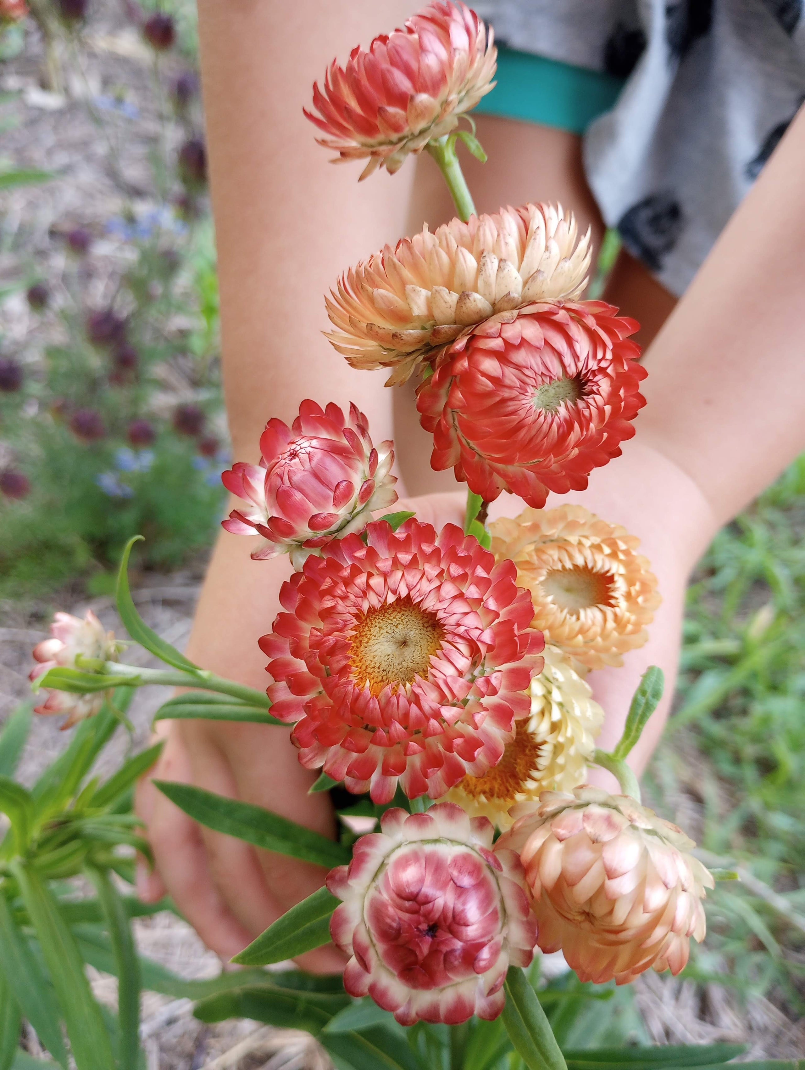 Strawflower: Apricot/Peach Mix (50 seeds) | The Buffalo Seed Company