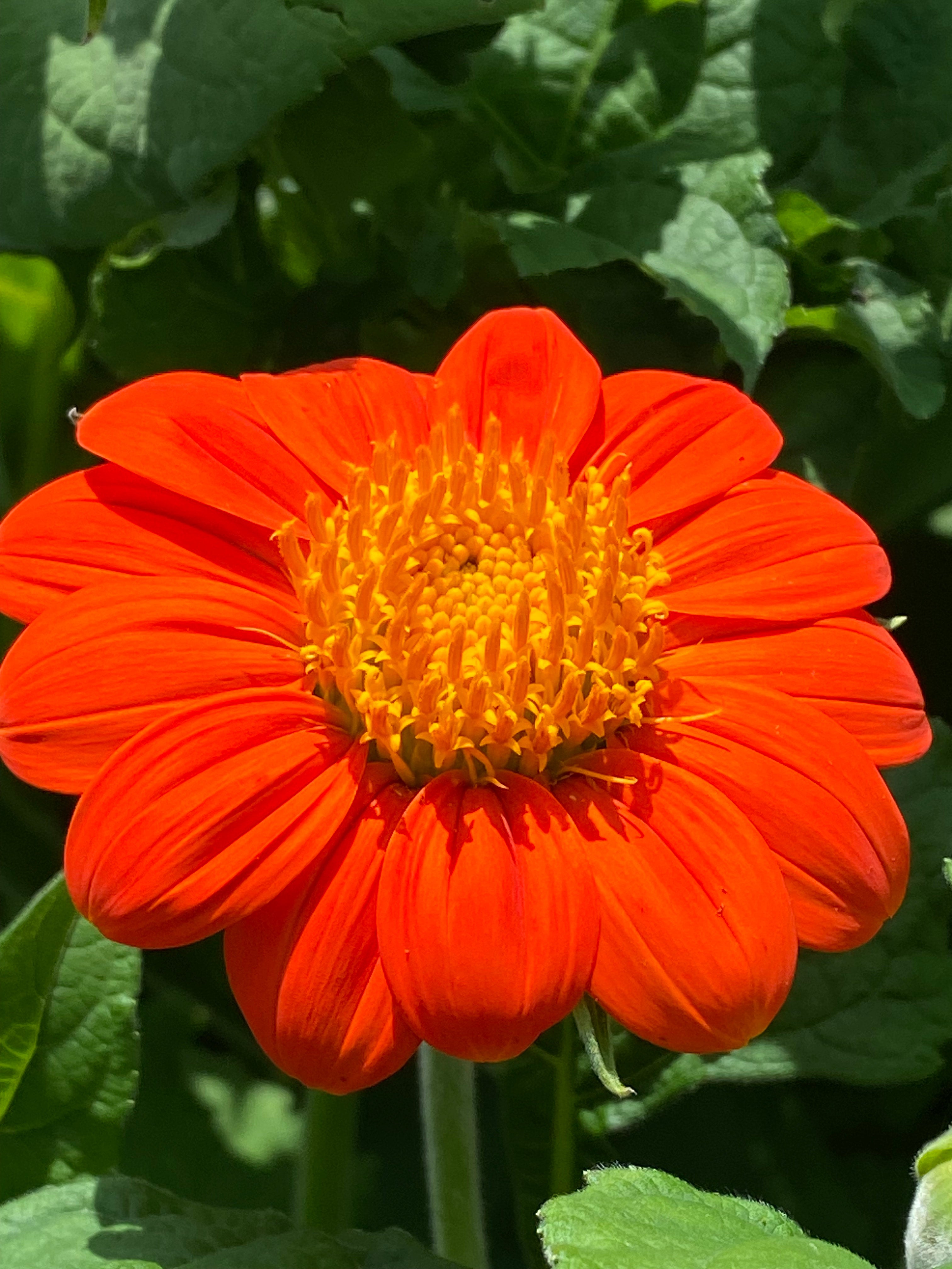 Tithonia Mexican Sunflower 25 Seeds The Buffalo Seed Company Tithonia Mexican Sunflower 25 Seeds The Buffalo Seed Company