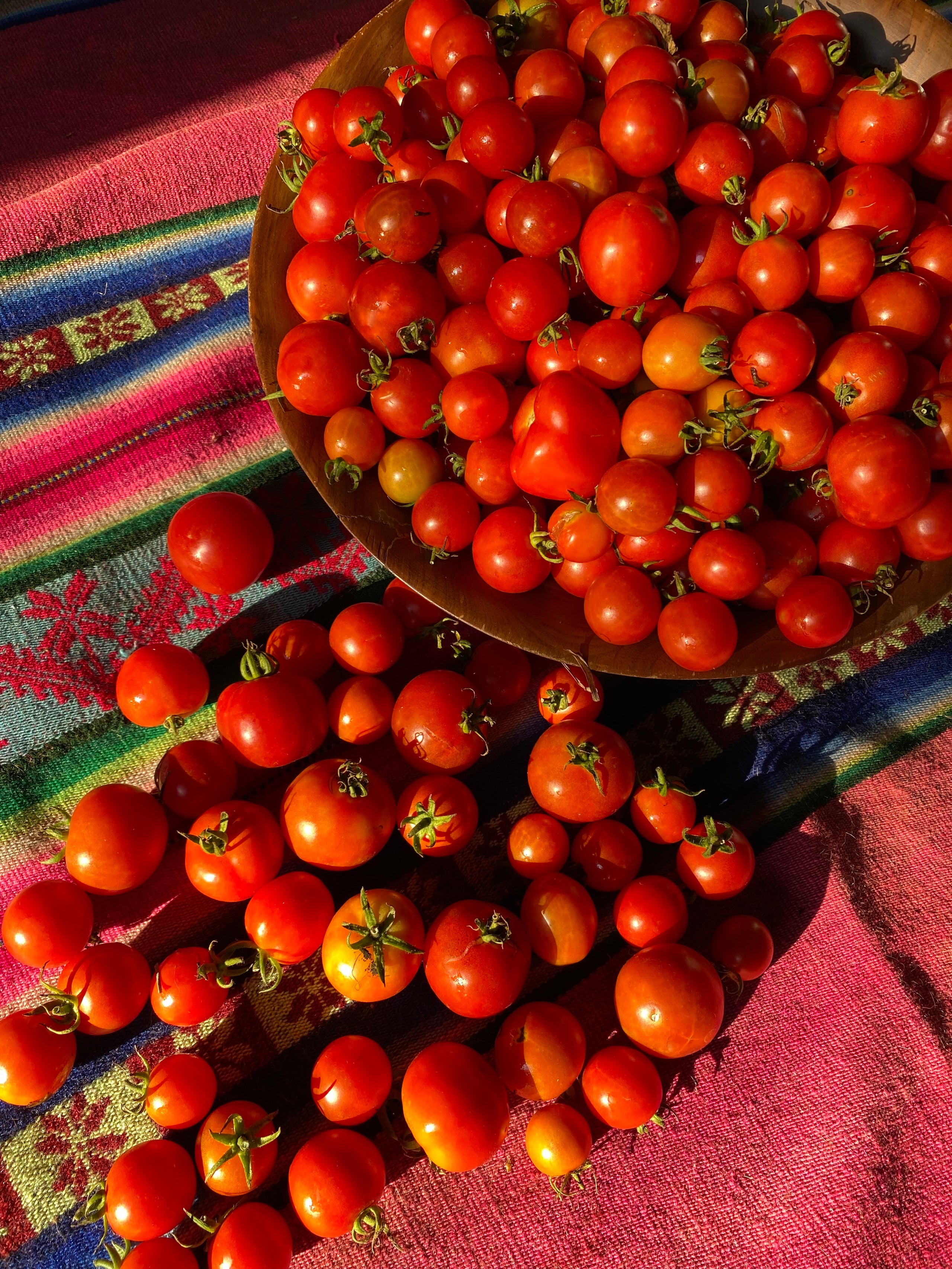 Tomato (Mixed): Turkish (25, 100, or 250 seeds) | The Buffalo Seed Company