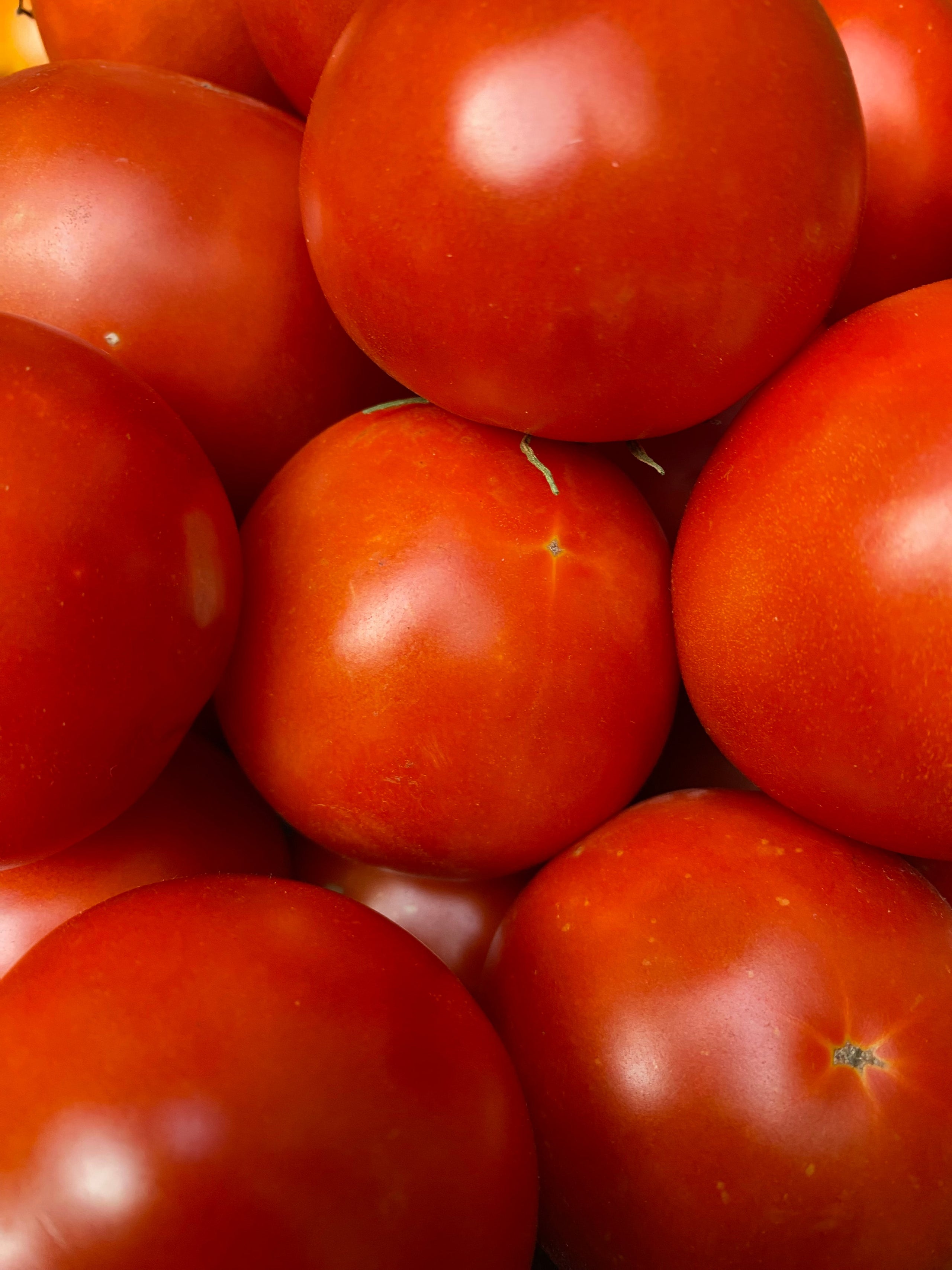Tomato (Processing): Wisconsin Chief (20 or 100 seeds) | The Buffalo ...
